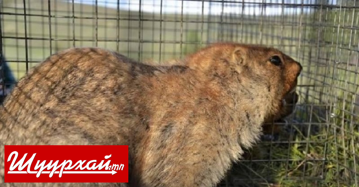 Ахуйн болон үйлдвэрлэлийн зориулалтаар гурван жил тарвага агнахыг ...