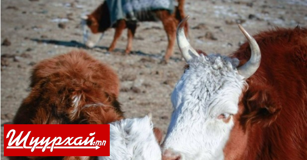Эрүүл бүсэд хамаарах таван аймгийн үхэр сүргийг бүртгэлжүүлж килограммыг нь 6 10 ам доллароор